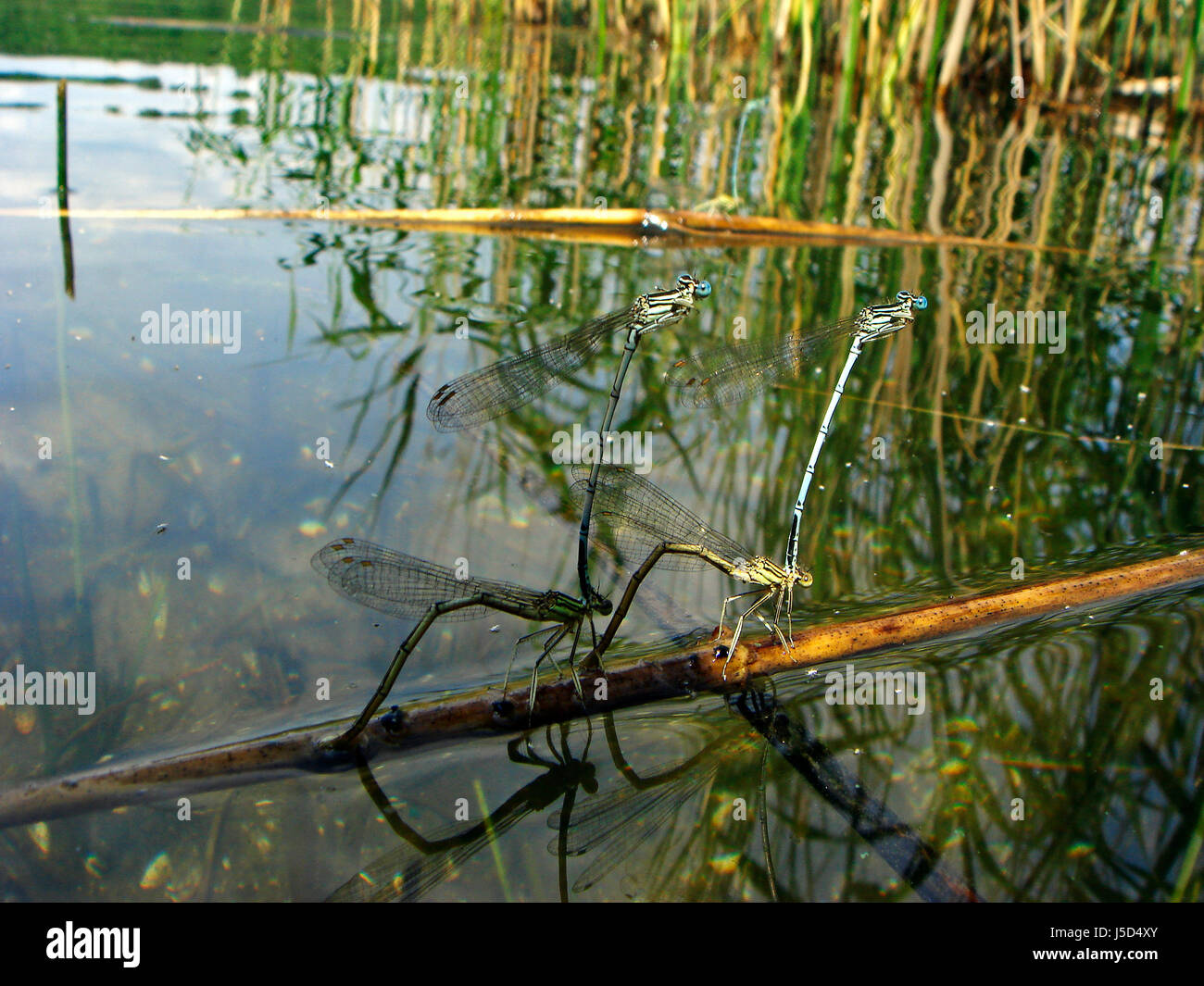 insect insects wedding marriage marriage ceremony wedding ceremony life ...