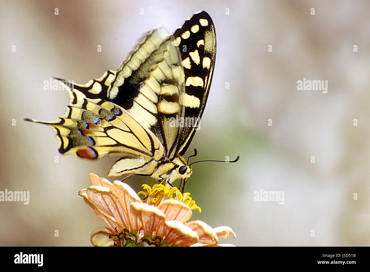 flies flower plant insects bloom blossom flourish flourishing animals ...