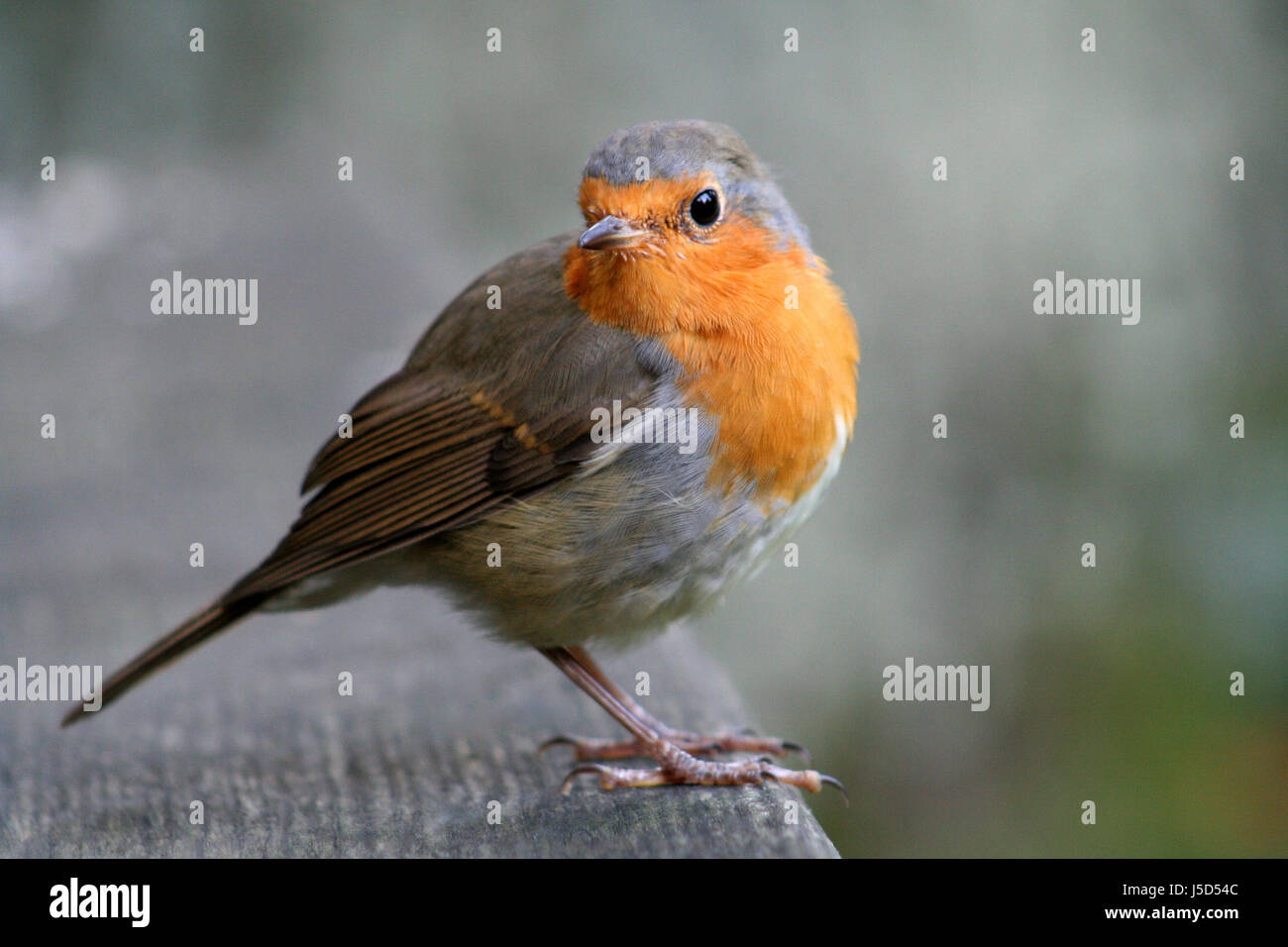 Circumspection hi-res stock photography and images - Alamy