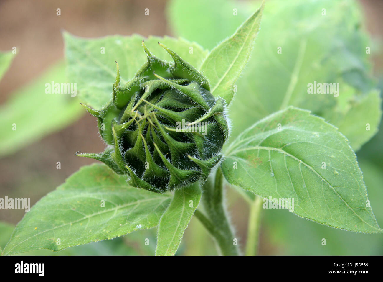 flower plant green bloom blossom flourish flourishing new leaves field ...