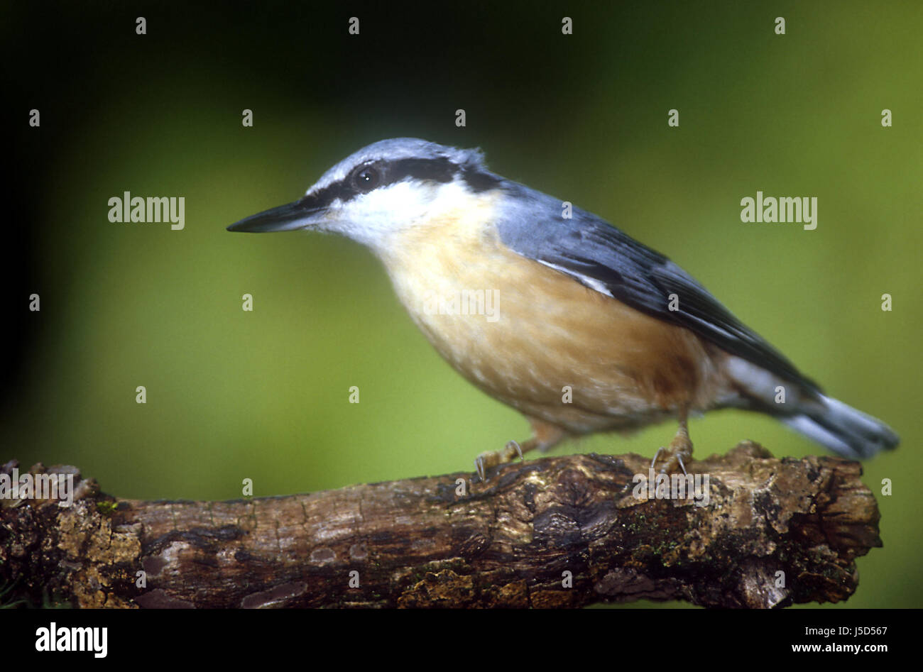 blue tree park garden bird animals birds rise climb climbing ascend ...