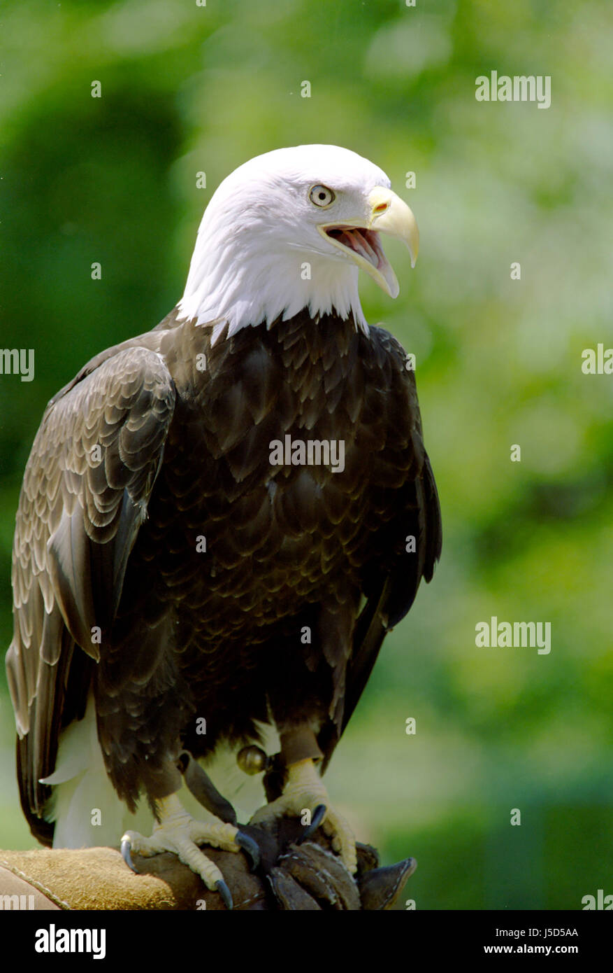 hand animal bird birds eyes raptor birds of prey wing feathers beak ...