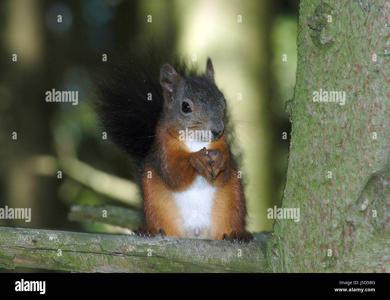 Reddish bushy tail hi-res stock photography and images - Alamy