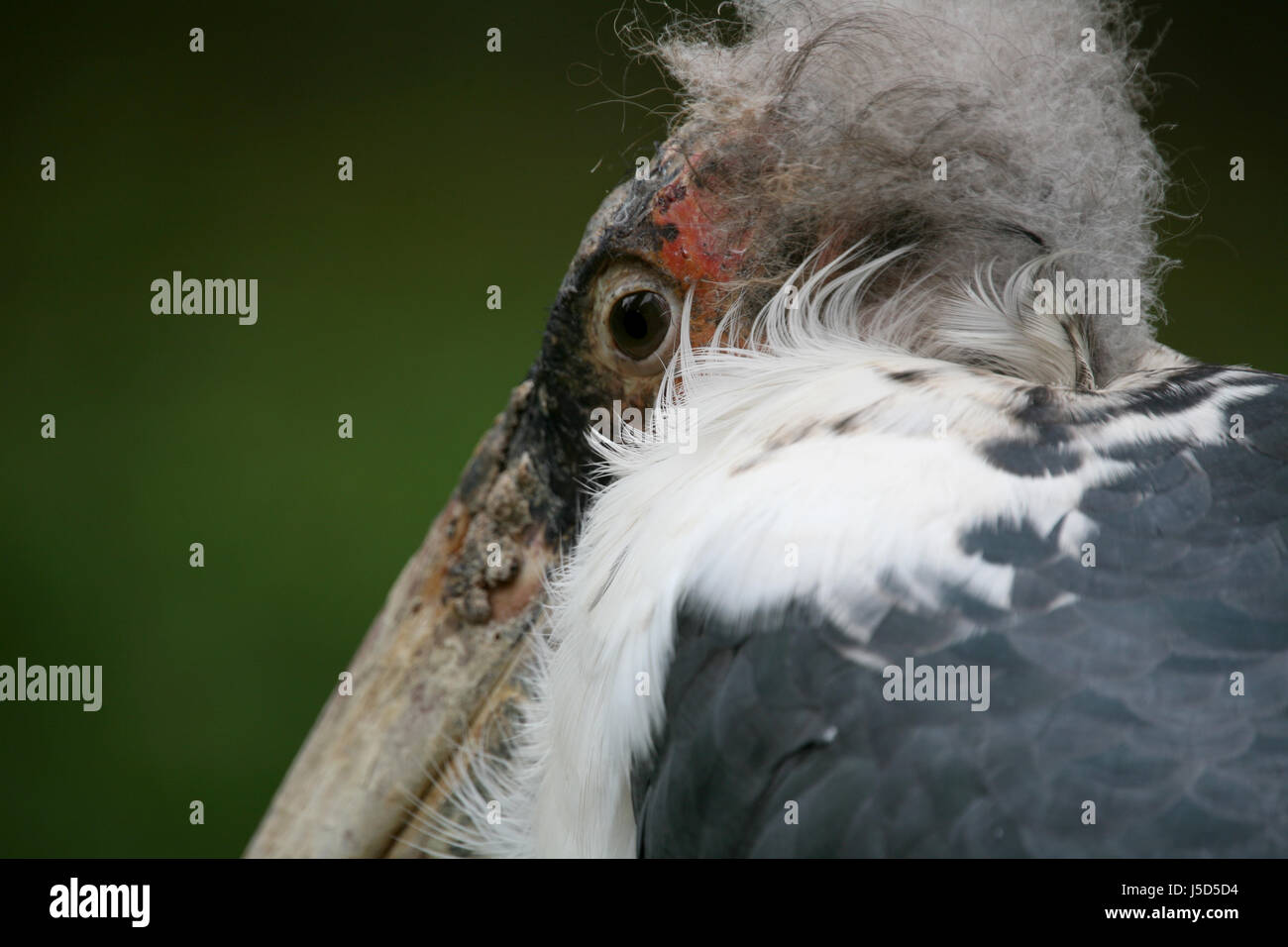 bird africa birds feathers beak scavenger feathering striking african ...