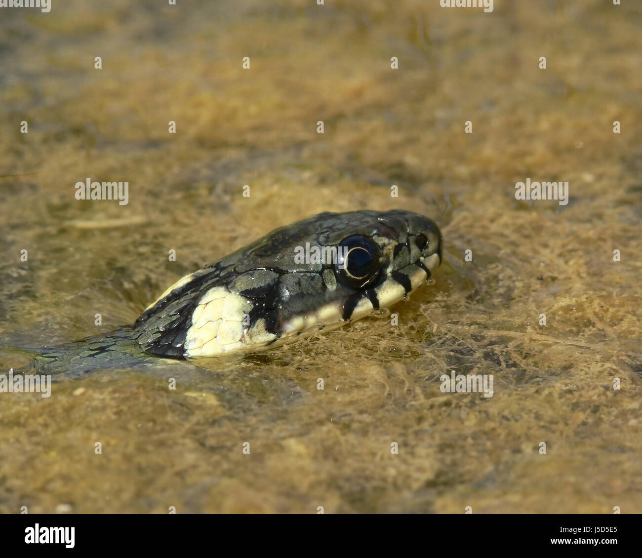 snake viper water snake grass snake protected sheltered snake reptiles ...