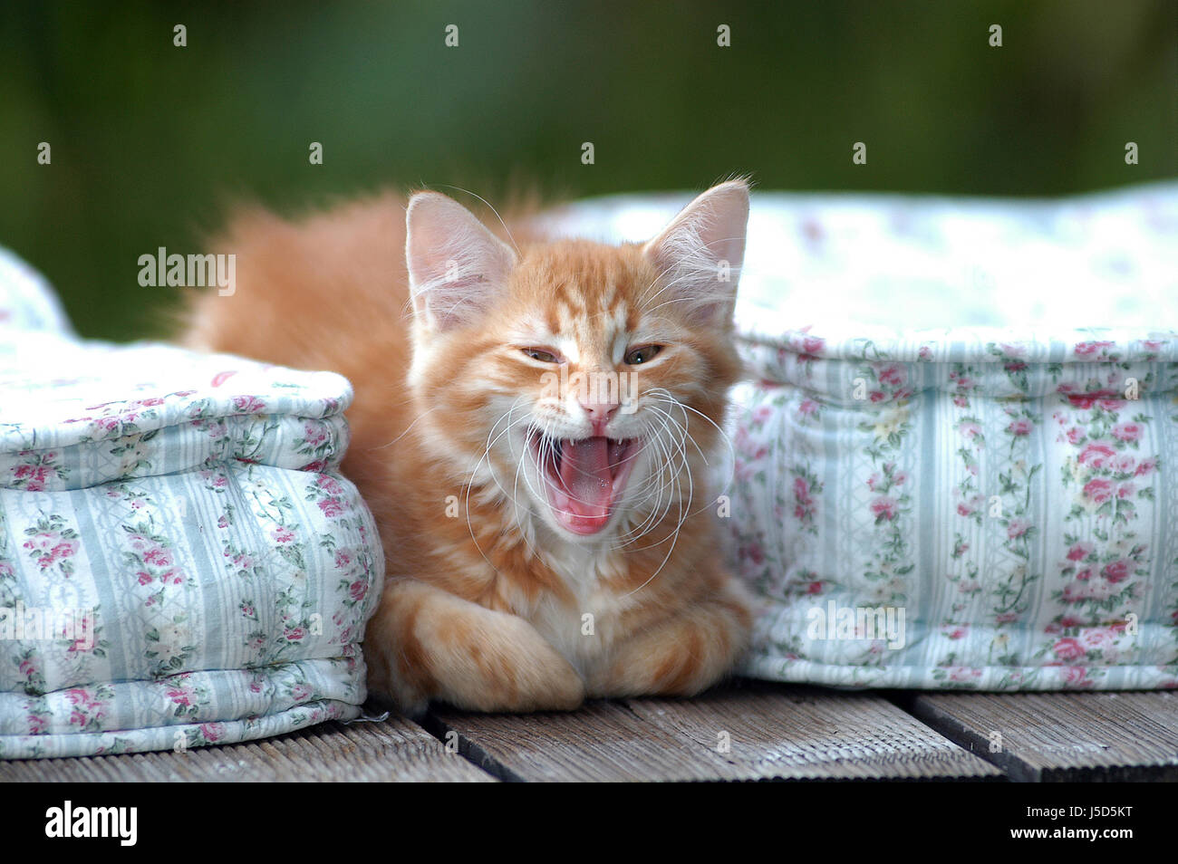 animals cats cuddle mammals dear dog mongrel scrape yawn to hiss put ...