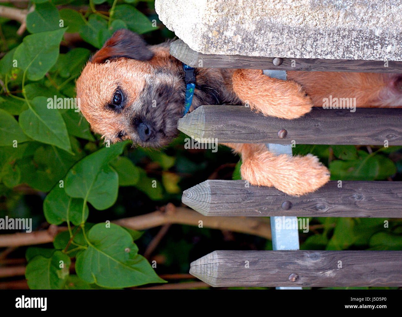 Lumpi hi-res stock photography and images - Alamy