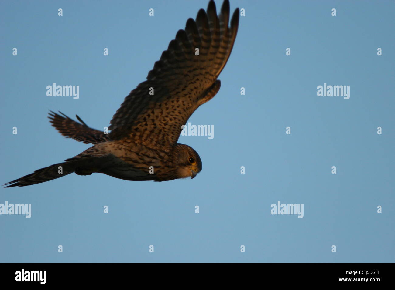 animals falcon raptor birds of prey mammals sylt kestrel hunting chase ...