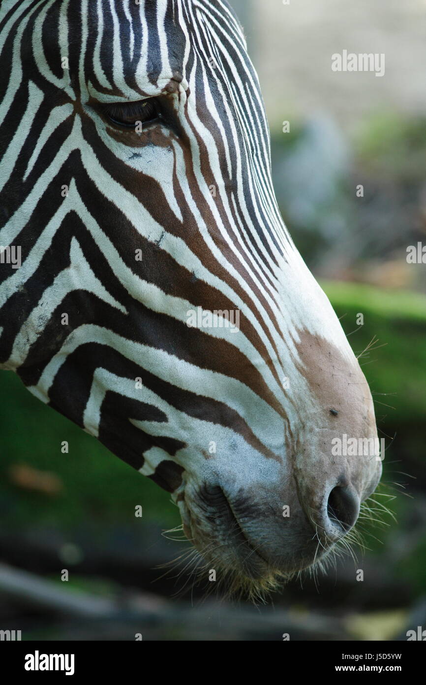 africa portrait lines horse horses striated zebra mammals muzzle hoofed ...
