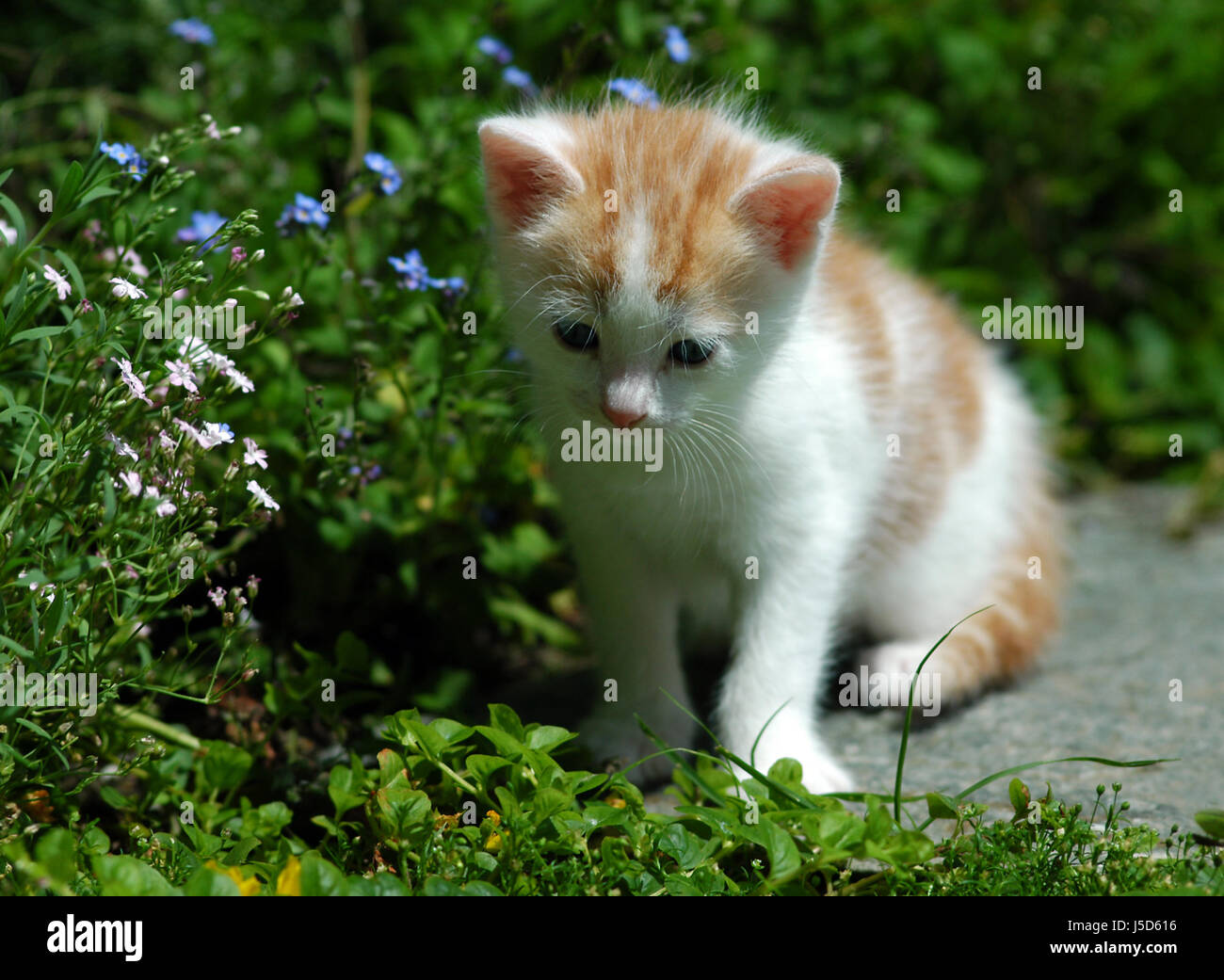 Dear body hi-res stock photography and images - Alamy