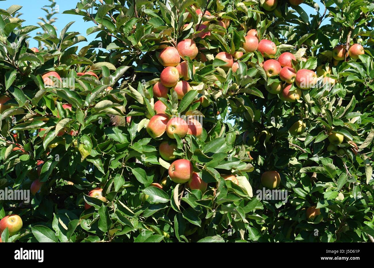 vitamins vitamines tree agriculture farming ripe fruit apples apple ...