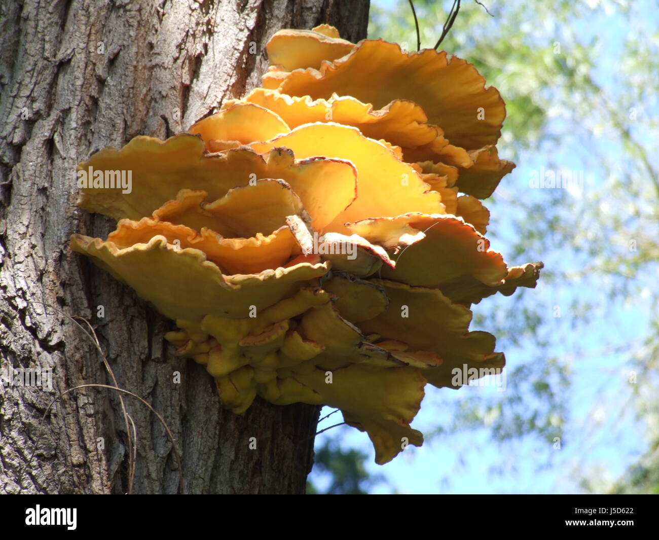 Specimen shines hi-res stock photography and images - Alamy