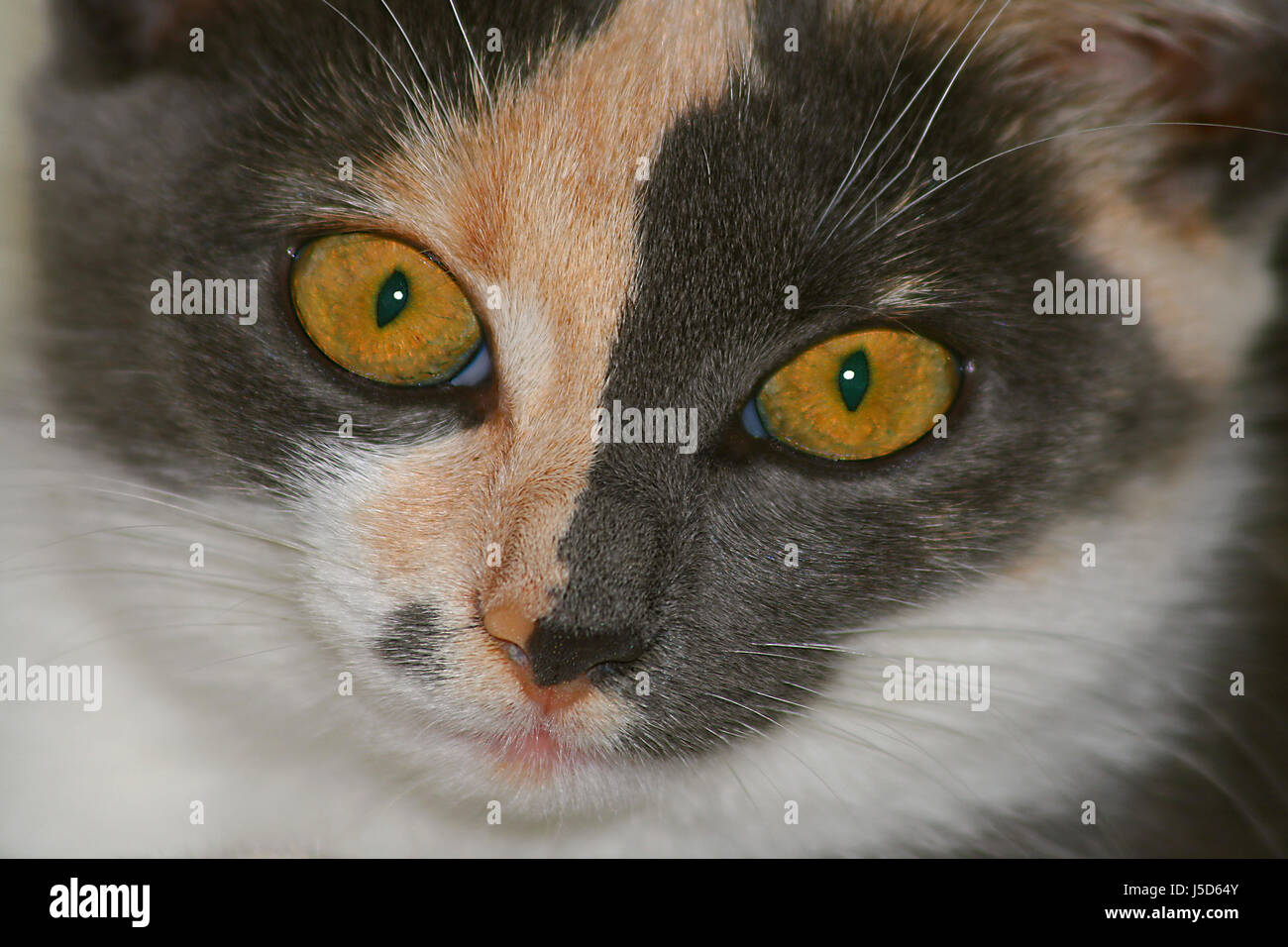 female pet animals portrait eyes look glancing see view looking peeking ...