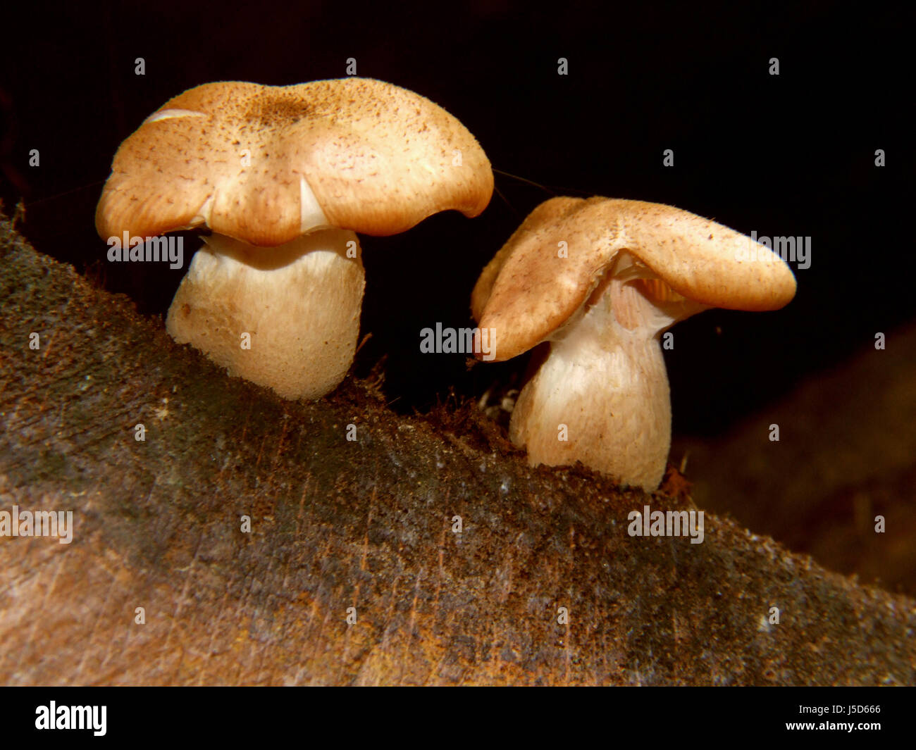 woods mushrooms beech forest snag mushroom fungus blunt forest waldpilz ...