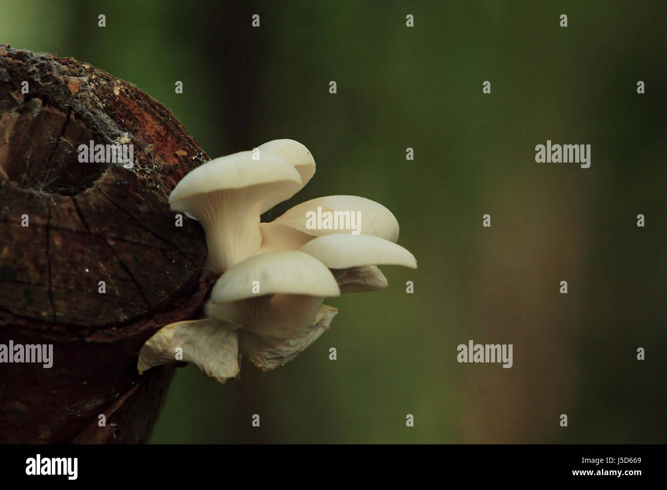 tree moss mushrooms snag mushroom fungus decay shaddow shadow forest ...