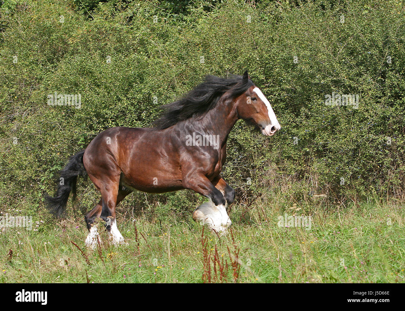 Shire stallion hi-res stock photography and images - Alamy