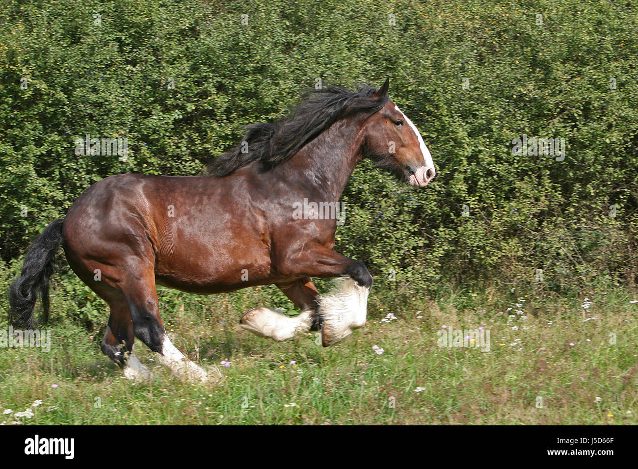 big large enormous extreme powerful imposing immense relevant horse ...