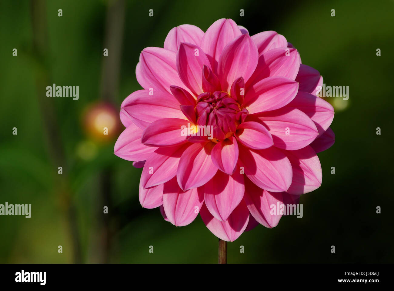 shine shines bright lucent light serene luminous garden plant flower ...