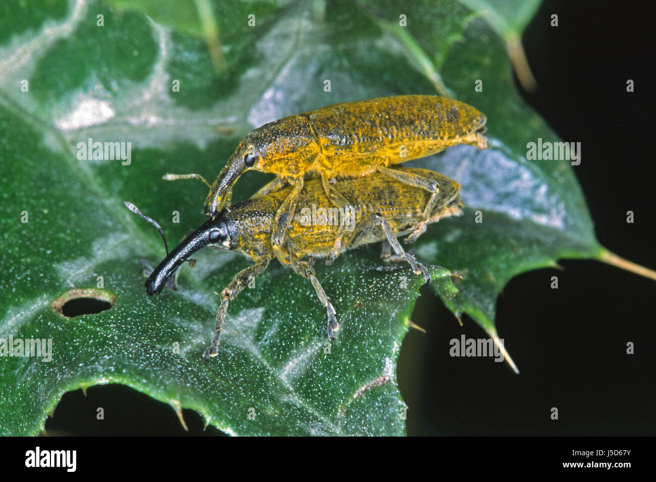 Sumpfrler hi-res stock photography and images - Alamy