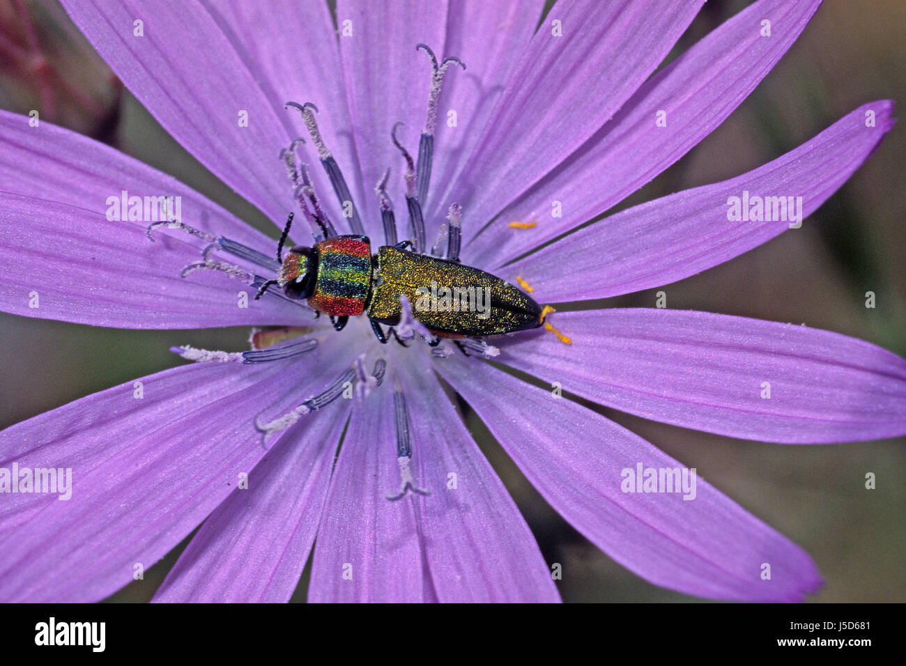 Bltenbesuch High Resolution Stock Photography and Images - Alamy