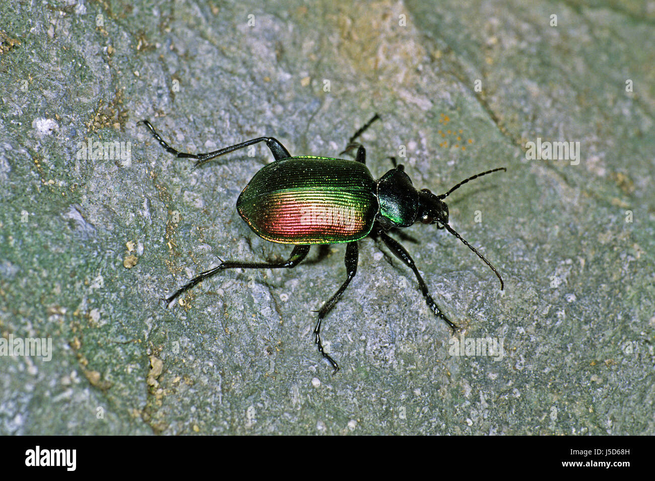 Calosoma spec hi-res stock photography and images - Alamy