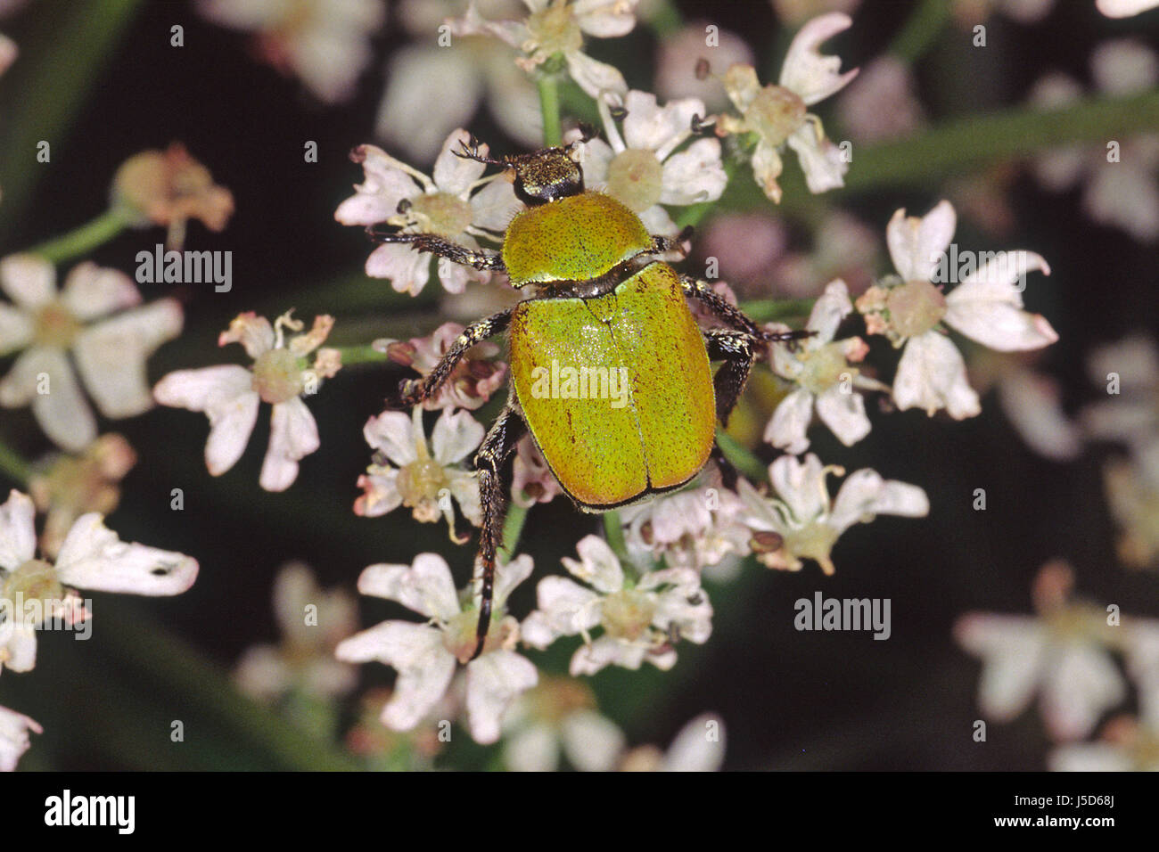 insects green beetle pale green hoplia farinosa goldstaub-laubkfer ...