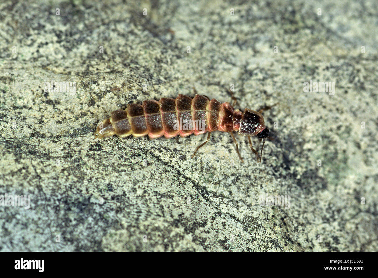 Lampyris notiluca hi-res stock photography and images - Alamy