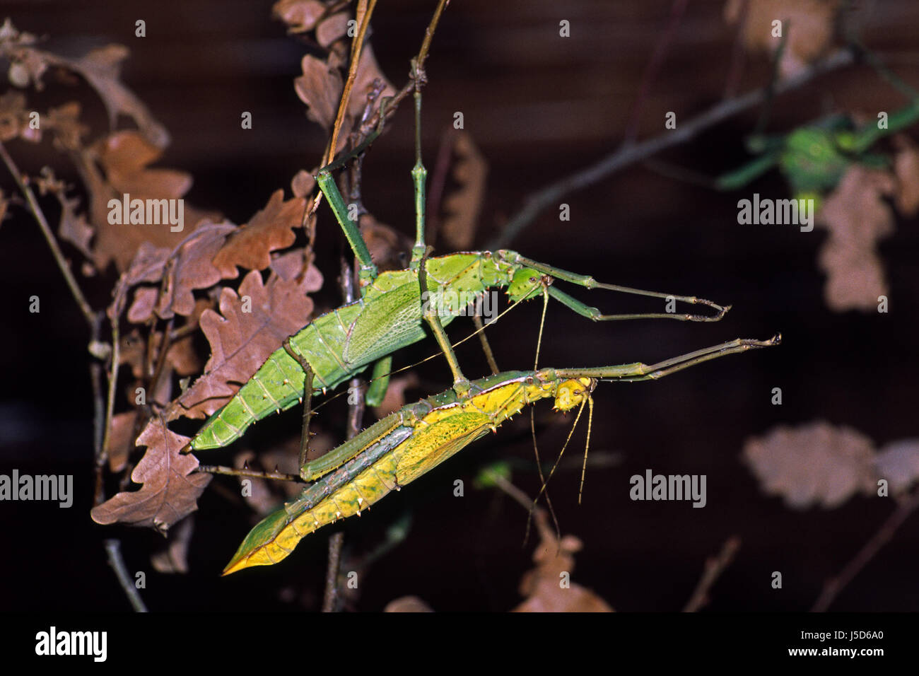 insects green grasshopper locusts grasshoppers copula mating mate page ...