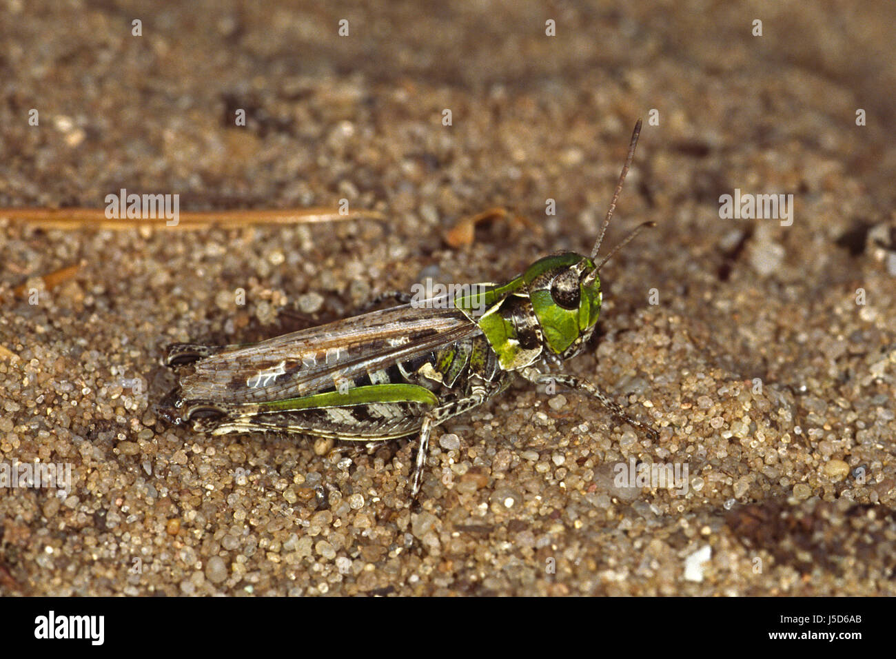 insects camouflage grasshopper locusts grasshoppers female adaptation ...