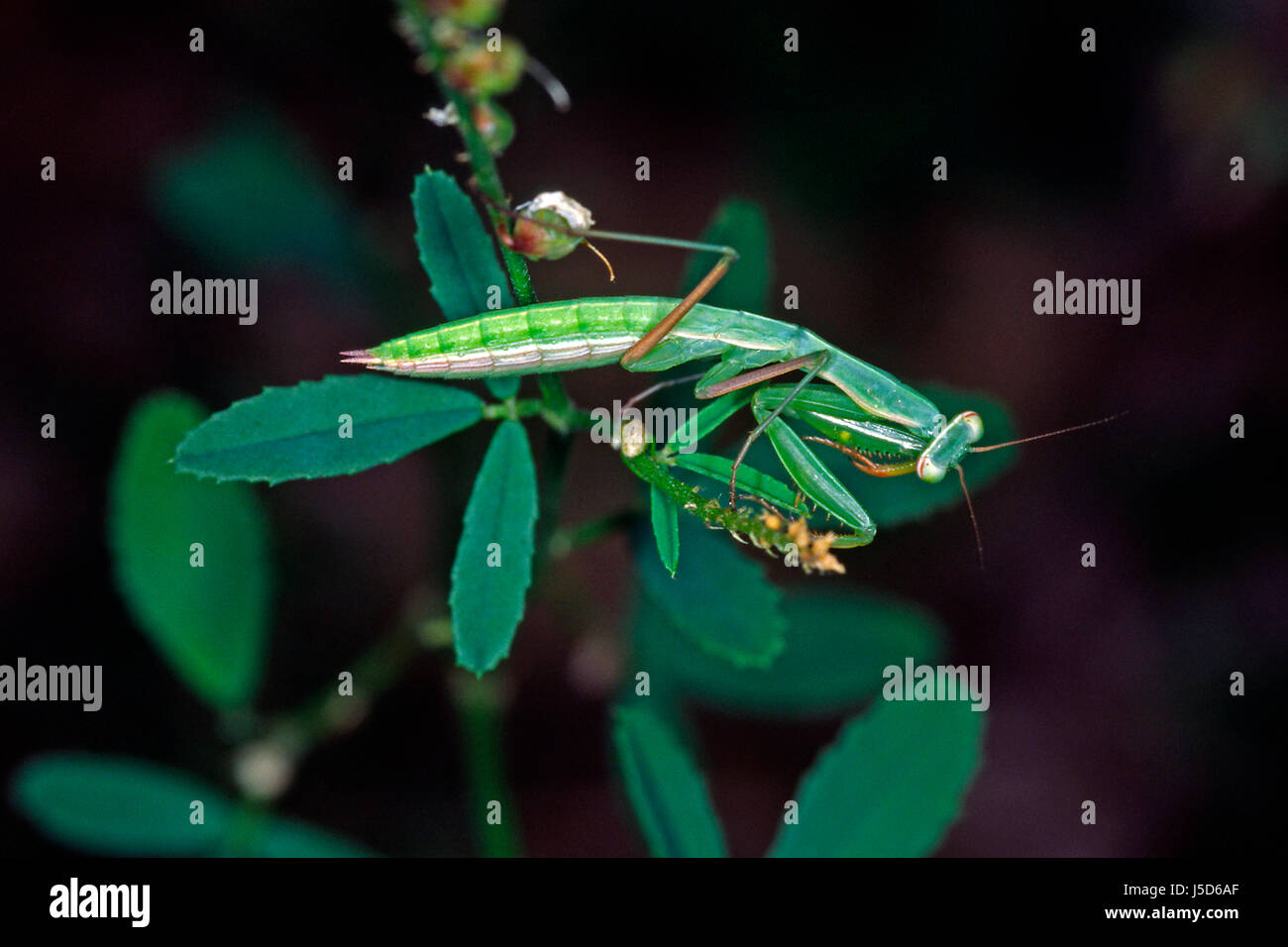 mantis religiosa,praying mantis Stock Photo - Alamy
