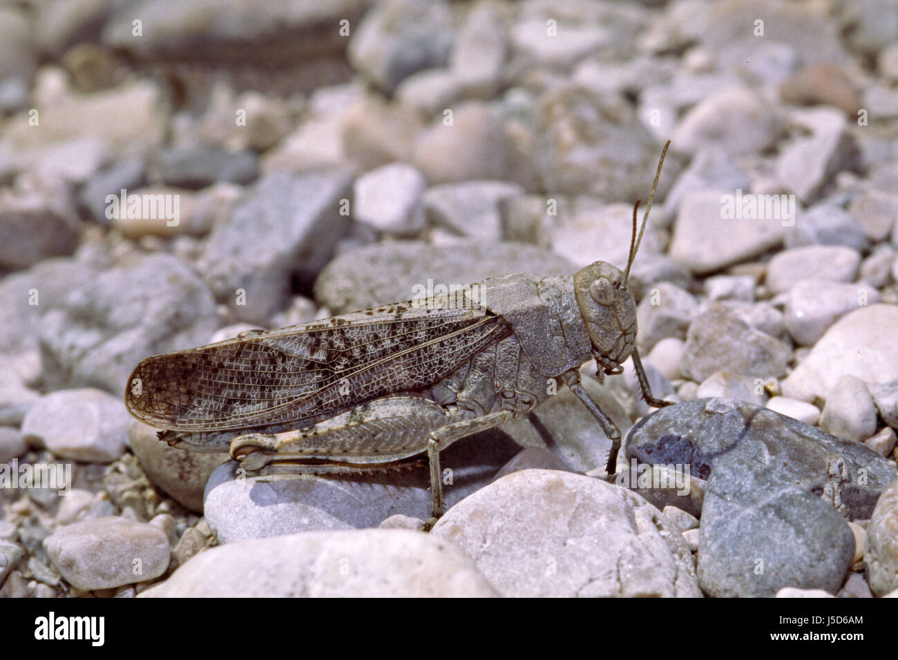insects camouflage grasshopper locusts grasshoppers female adaptation ...