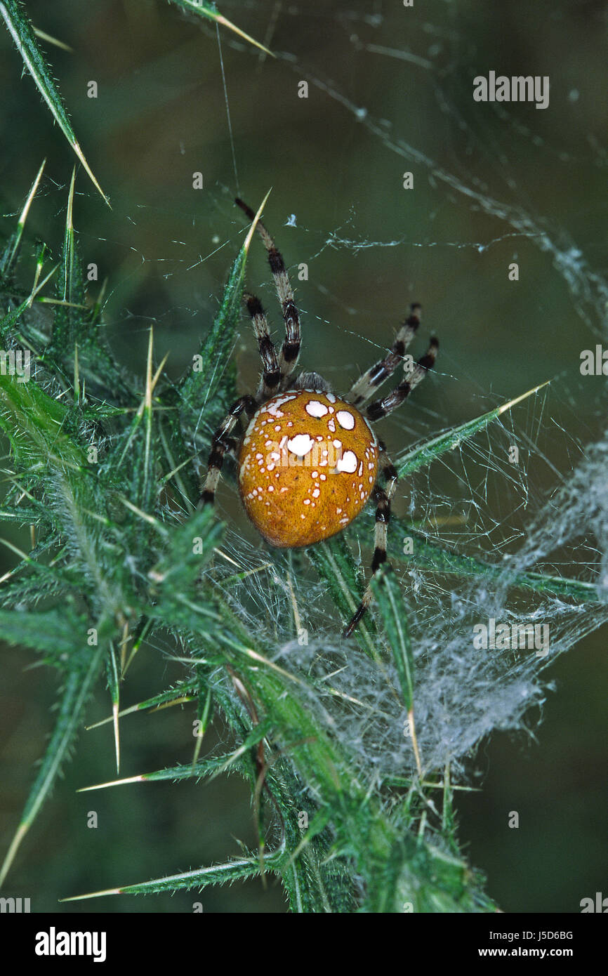 insects spin orange araneus quadratus vierfleck-radnetzspinne spider ...