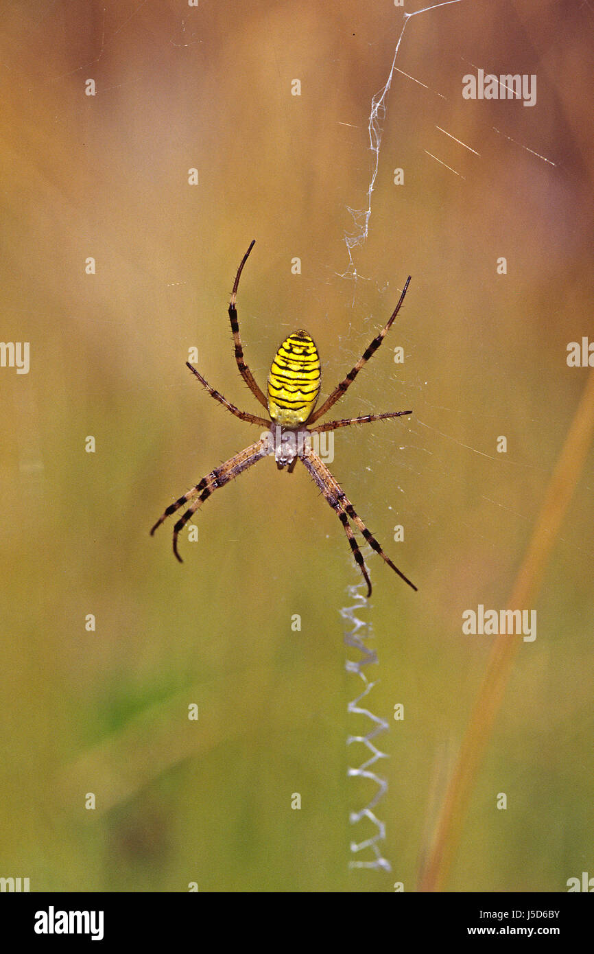 argiope bruennichii,zebra spider (wespenspinne Stock Photo - Alamy