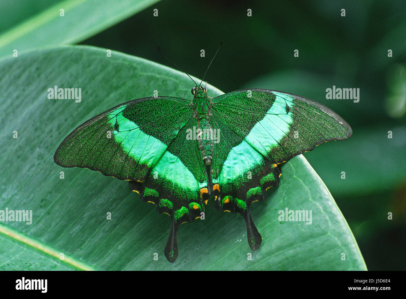 butterfly butterflies papilio palinurus grngestreifter schwalbenschwanz ...