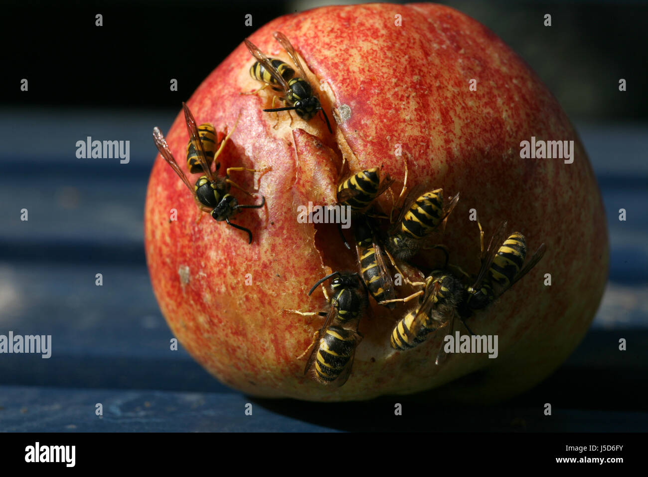 Insects and fruit hi-res stock photography and images - Alamy