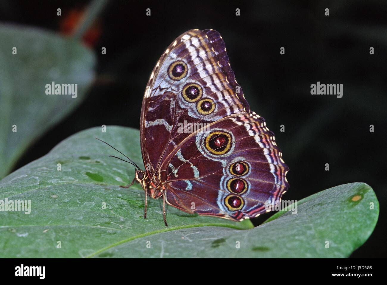 tropical butterflies,tropical butterfly Stock Photo - Alamy