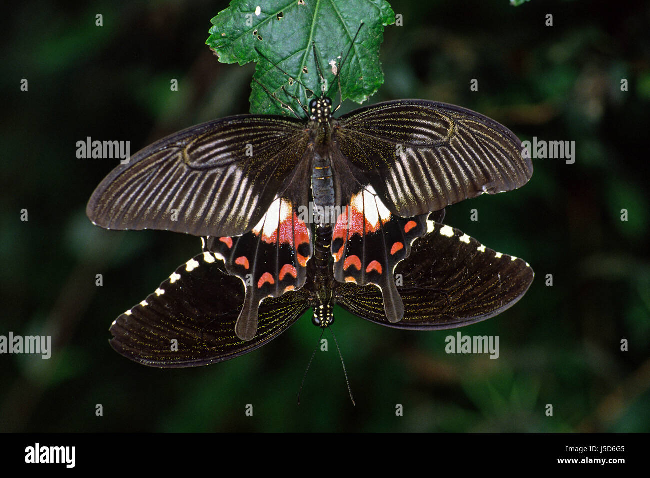 papilio spec,pairing,tropical swallowtail Stock Photo - Alamy