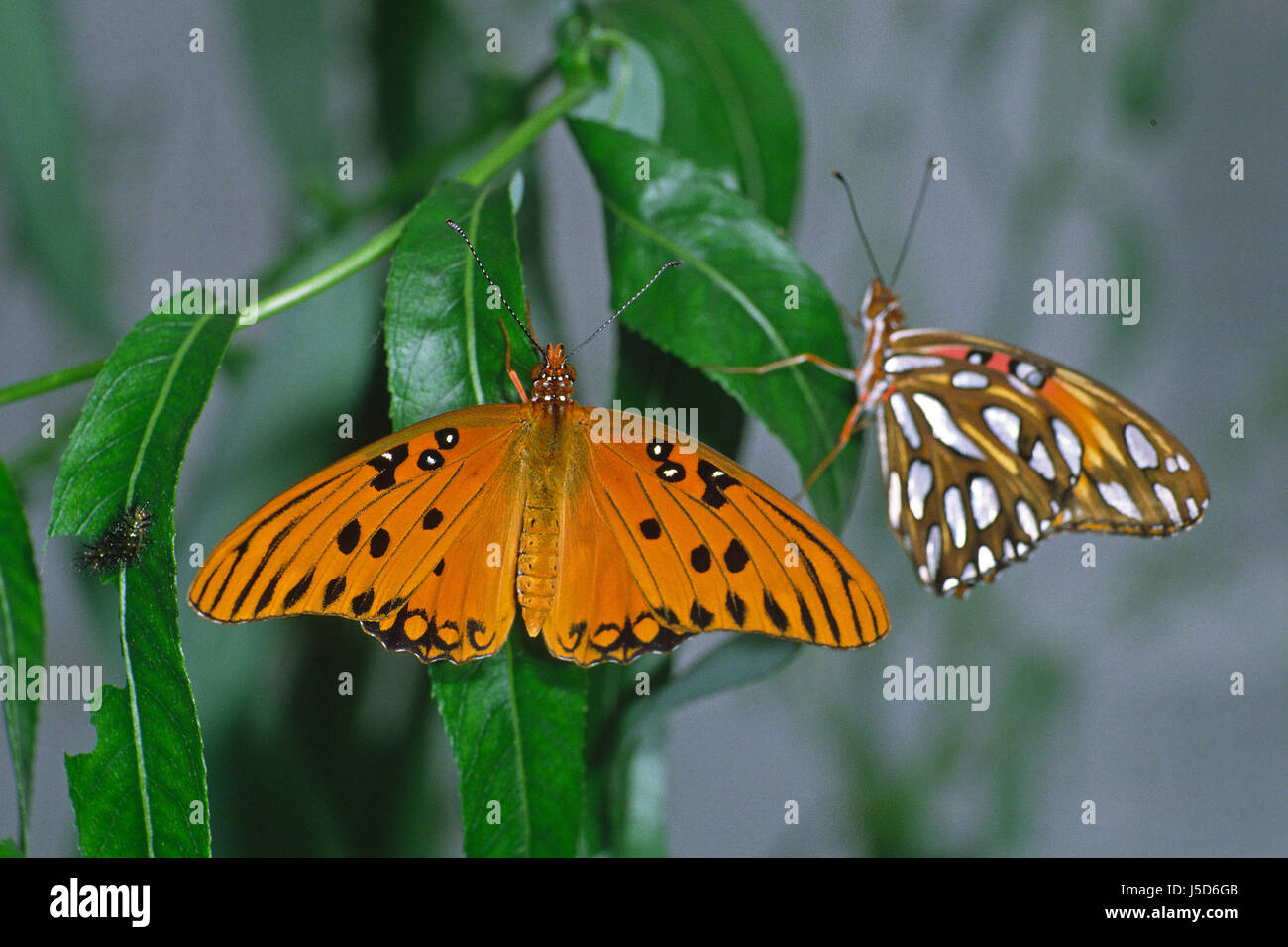 agraulis vanillae,dione vanillae Stock Photo - Alamy