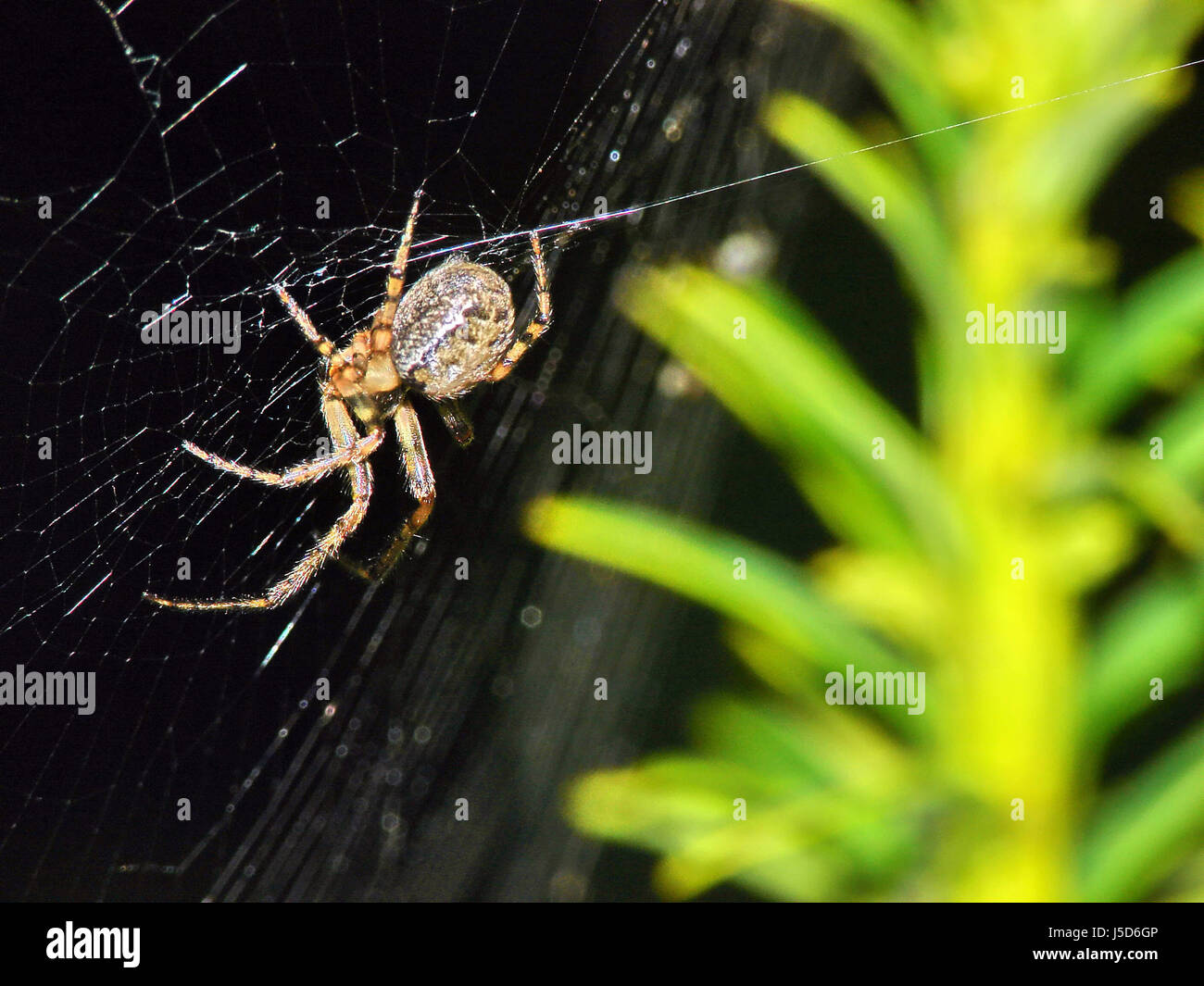 We are hanging by a thread hi-res stock photography and images - Alamy