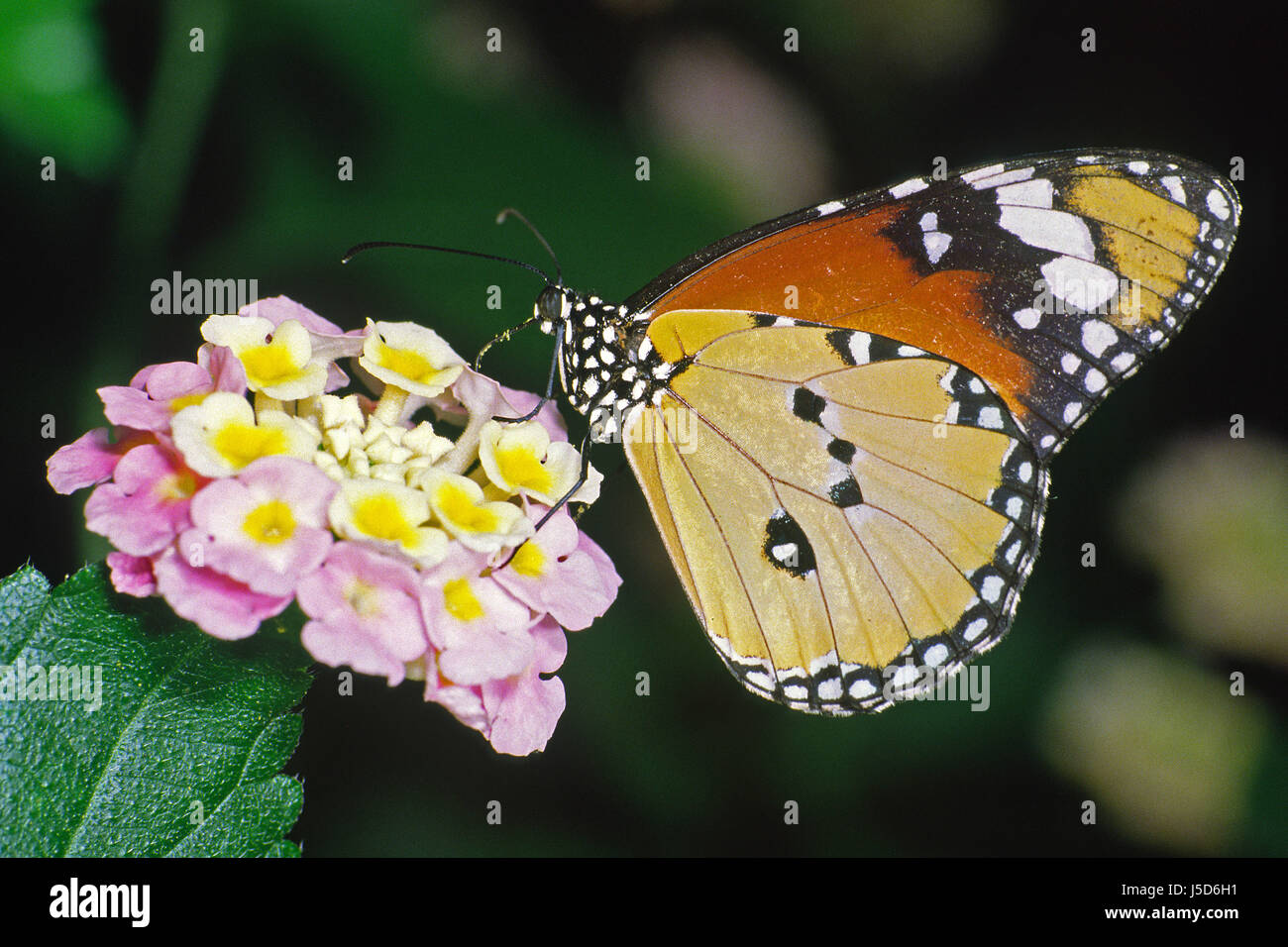 African monarch hi-res stock photography and images - Alamy