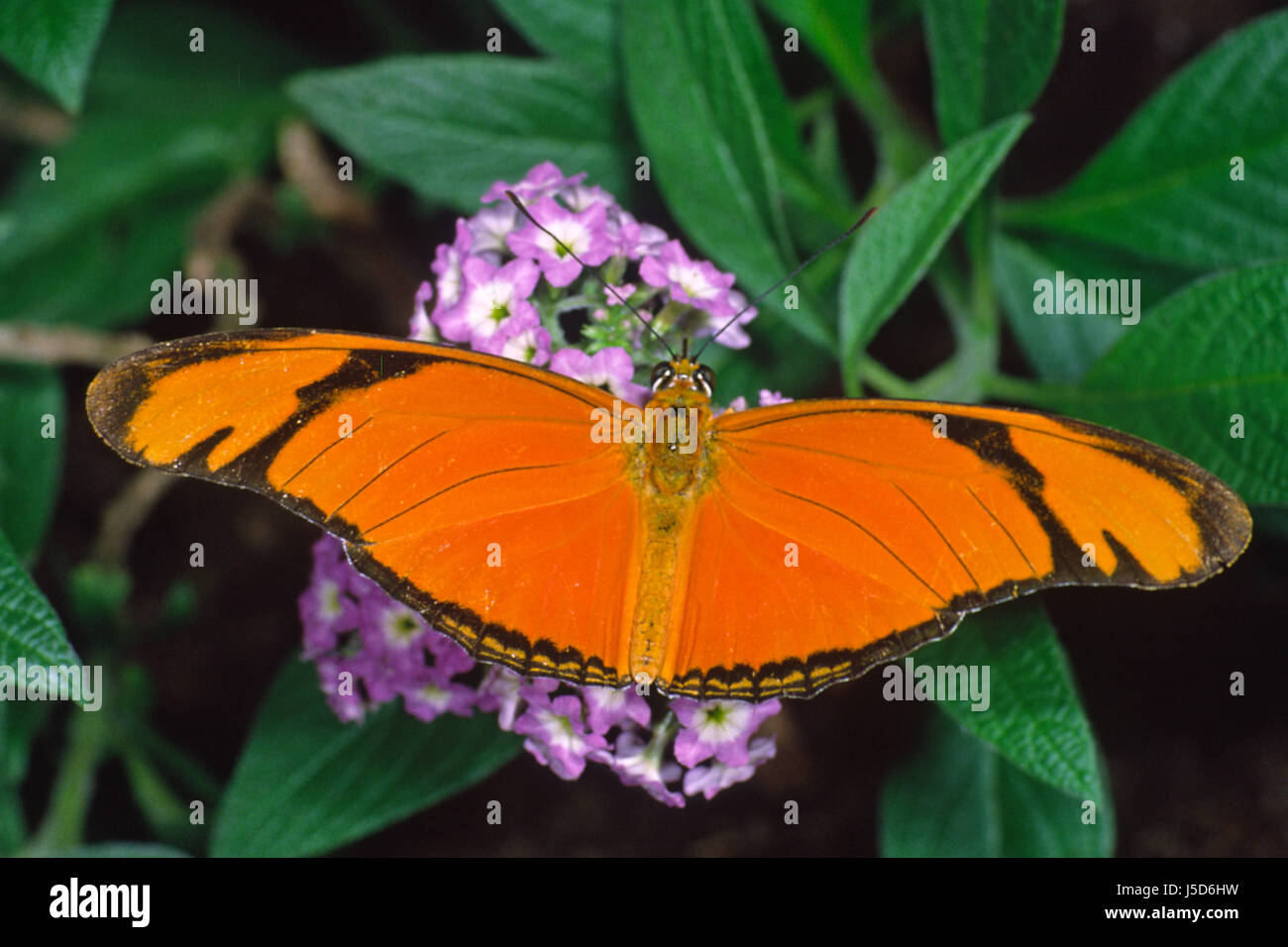 shine shines bright lucent light serene luminous butterfly butterflies ...