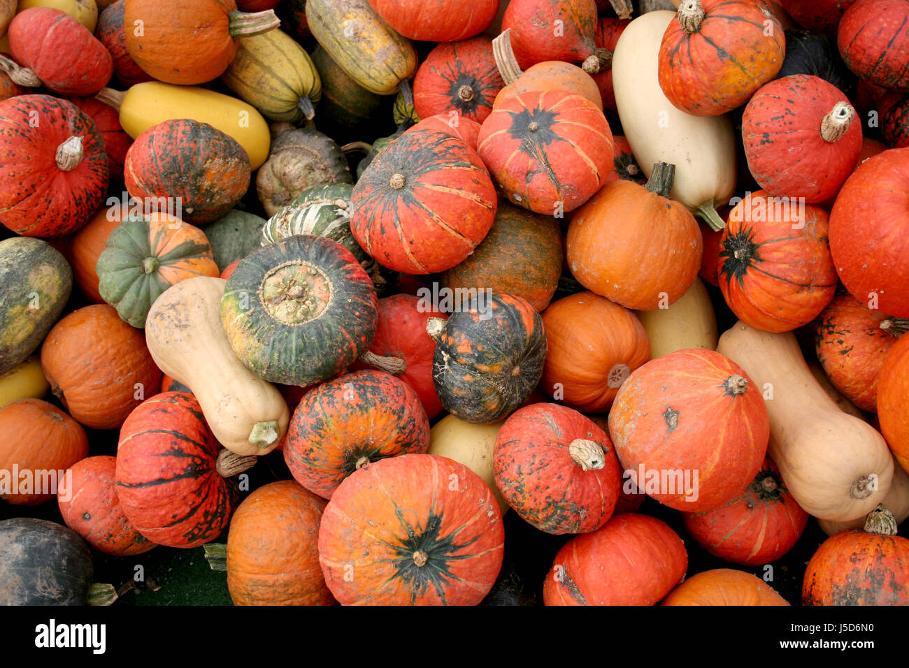 coloured colourful gorgeous multifarious richly coloured heads ...