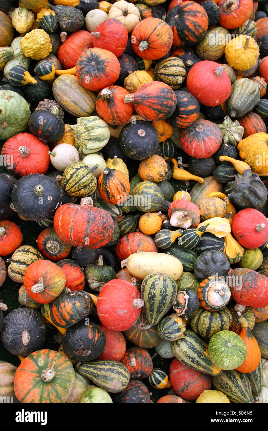 coloured colourful gorgeous multifarious richly coloured heads ...