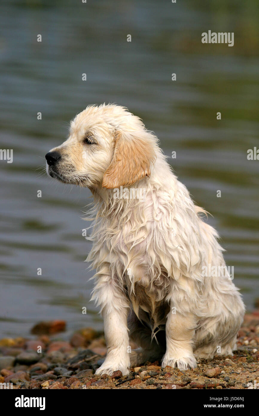 animal pet longing skin dog golden wet sight view outlook perspective ...