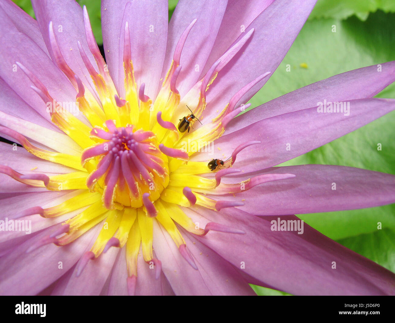 lotus flower with two beetles Stock Photo - Alamy