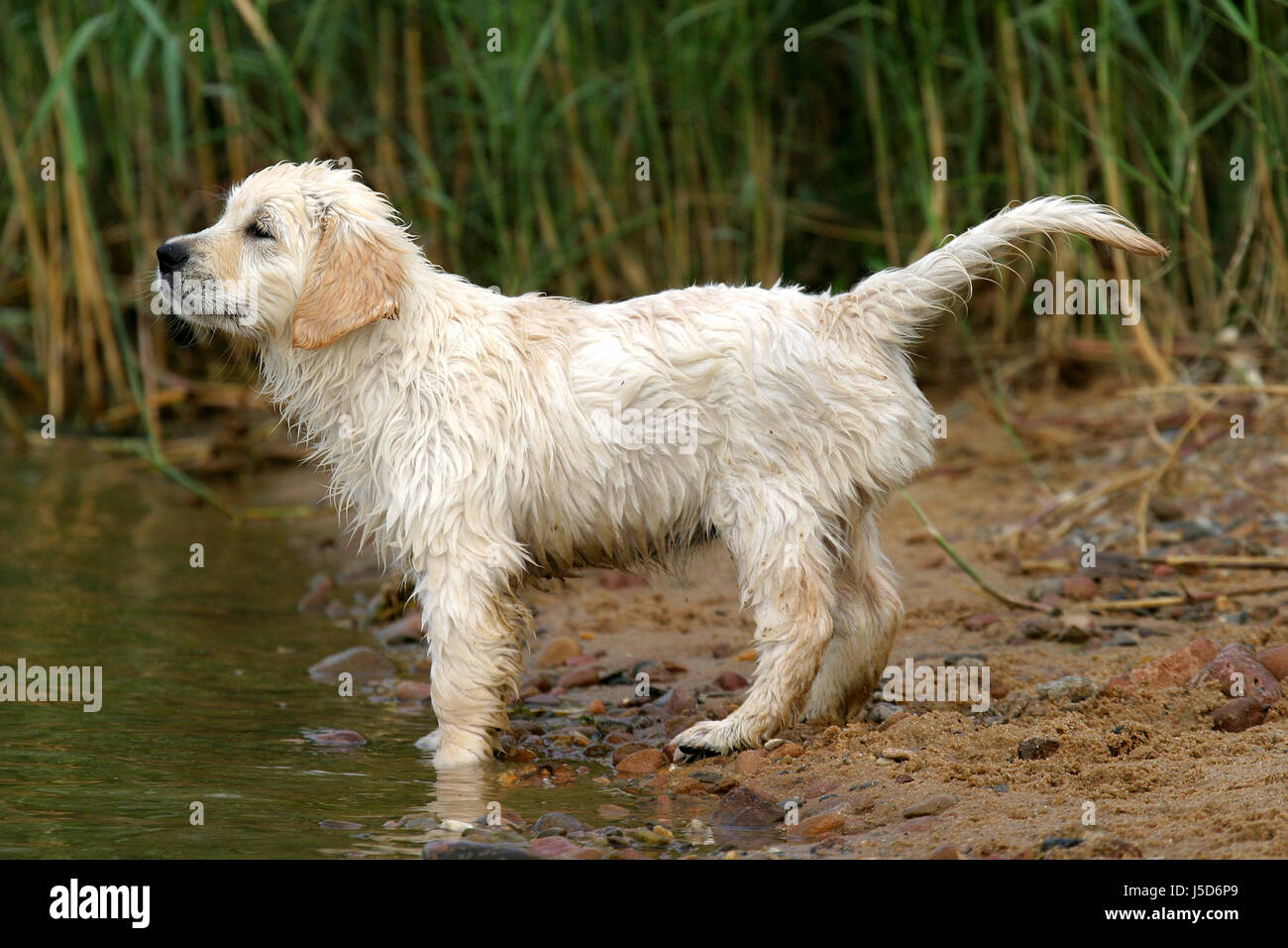 meditative animal pet longing skin dog golden wet sight view outlook ...