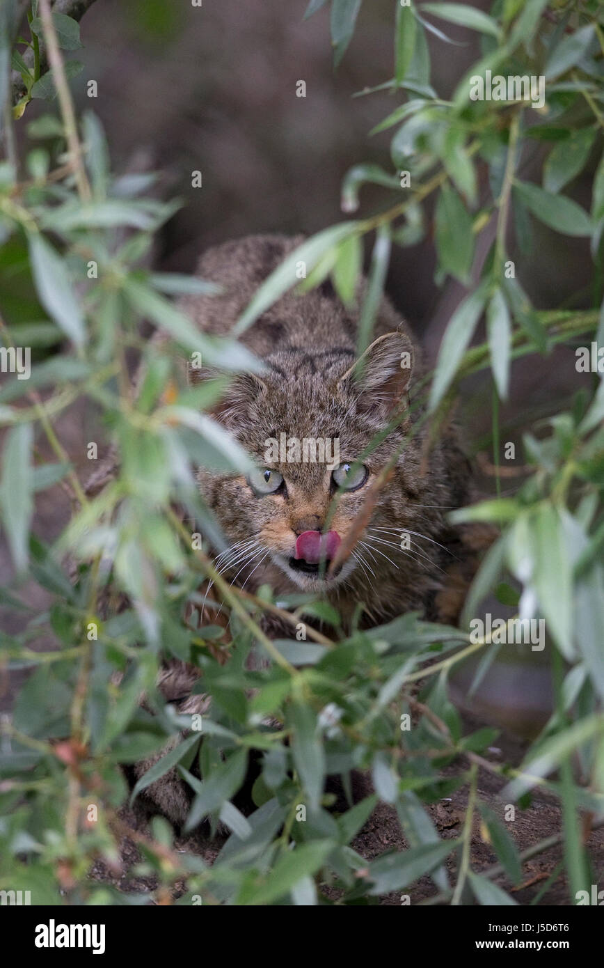 European Wild Cat Cats WildCat WildCats Stock Photo - Alamy
