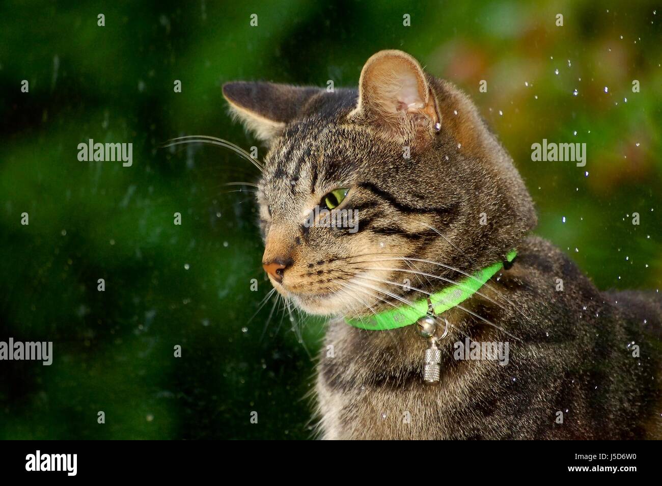 animals cats breaker of hearts tyrants predator bandit raider ...