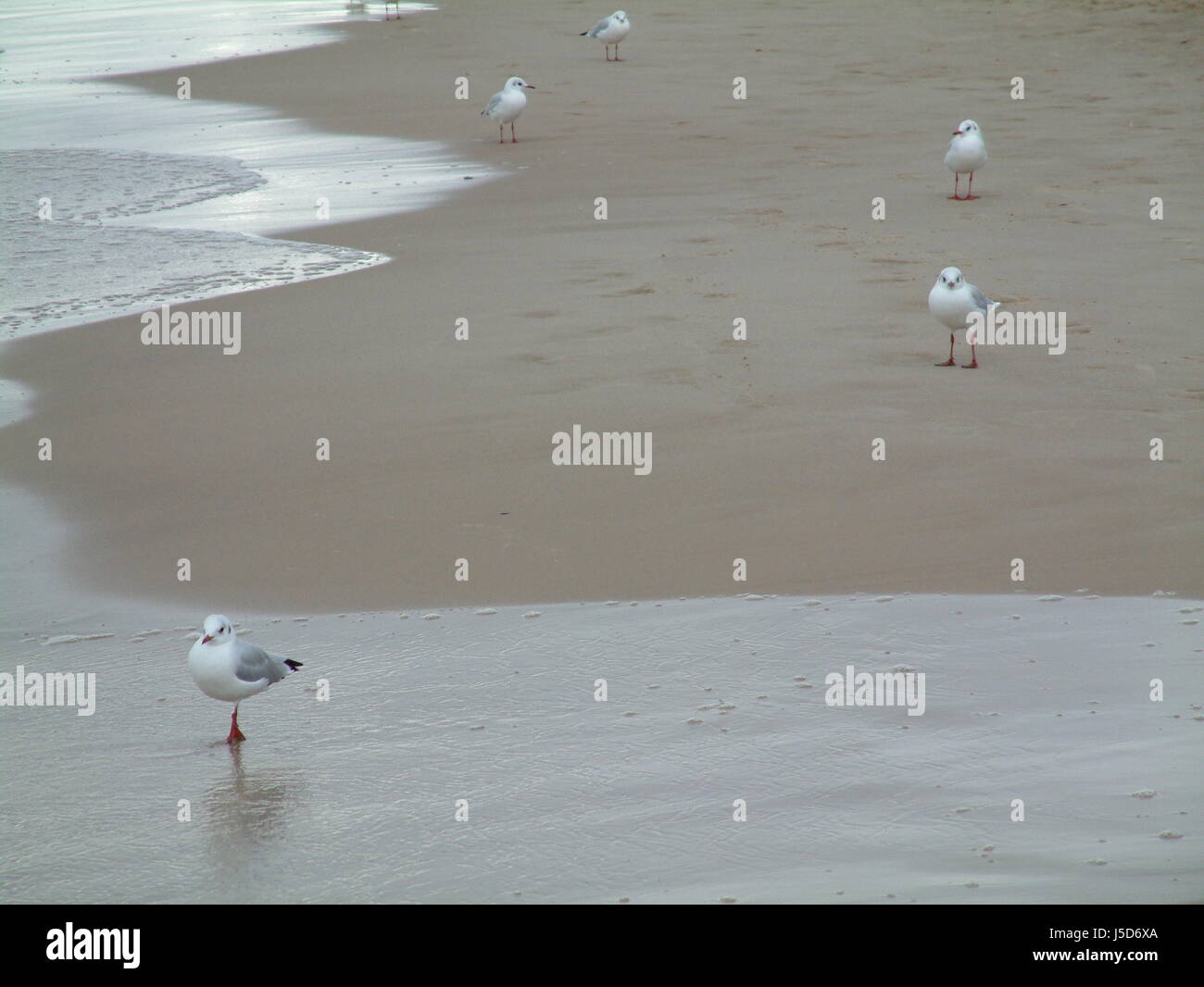 wait waiting animal bird animals beach seaside the beach seashore birds ...