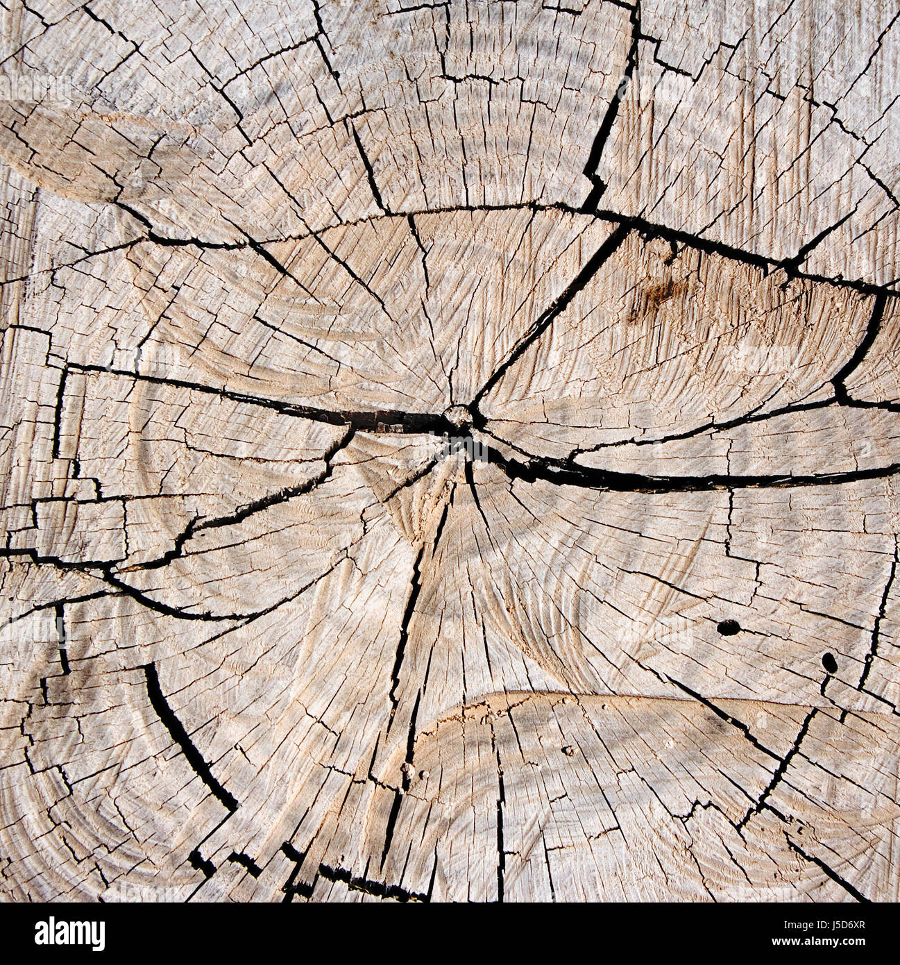 Jagged tree stump hi-res stock photography and images - Alamy